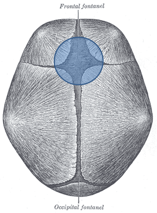 Bregma, lambda i pterion, czyli… trochę o czaszce noworodka – Szkoła ...