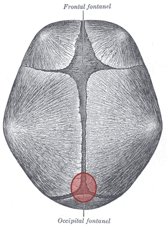 Bregma, lambda i pterion, czyli… trochę o czaszce noworodka – Szkoła ...