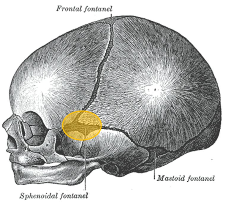 Bregma Lambda I Pterion Czyli Trochę O Czaszce Noworodka Szkoła Anatomii Maciej Haberka