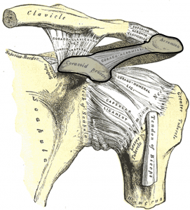 Fornix humeri, czyli sklepienie stawu ramiennego – Szkoła Anatomii ...