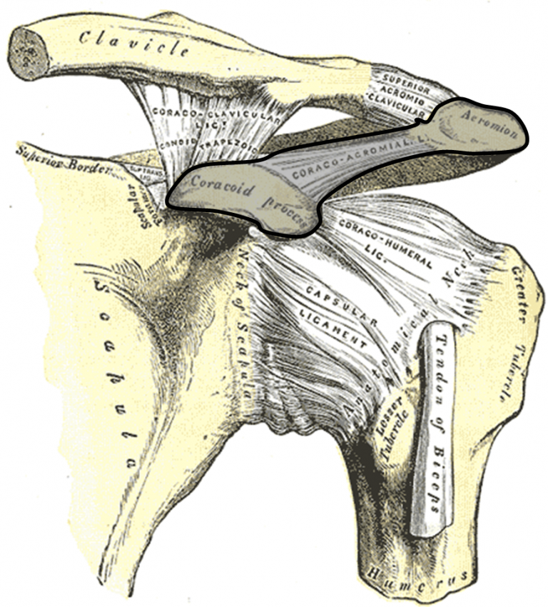 Fornix humeri, czyli sklepienie stawu ramiennego – Szkoła Anatomii ...